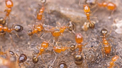 Quality Pest Control In Central Texas | Entec Pest Management