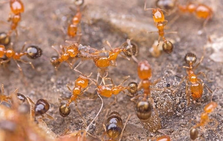 Bryan's Guide To Effective Ant Control | Entec Pest Management