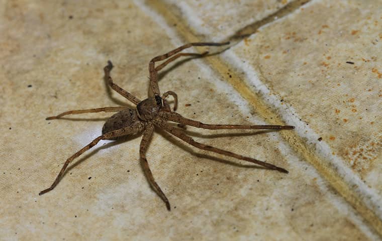 The Ultimate Guide To Spider-Proofing Your Bryan Home | Entec Pest ...