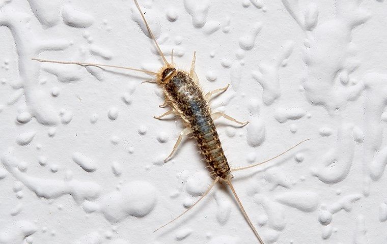 Silverfish 101: What To Do About The Silverfish In Bryan | Entec Pest ...