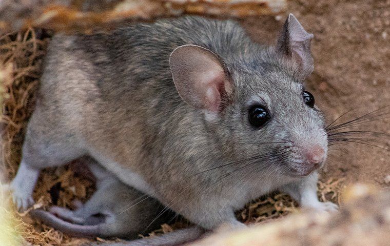 Rodent Control 101: Essential Tips For Keeping Your Bryan Home Safe ...