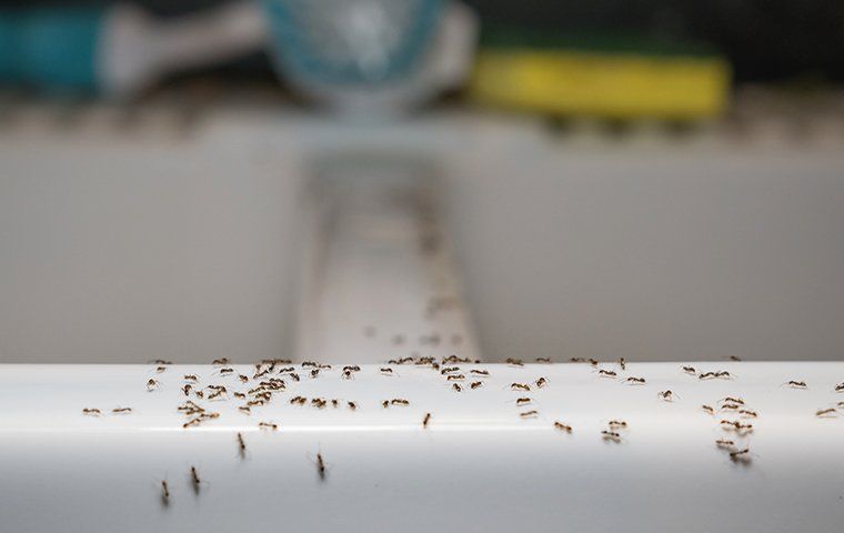 Ant Control 101: A Helpful Guide For Bryan Homeowners | Entec Pest ...